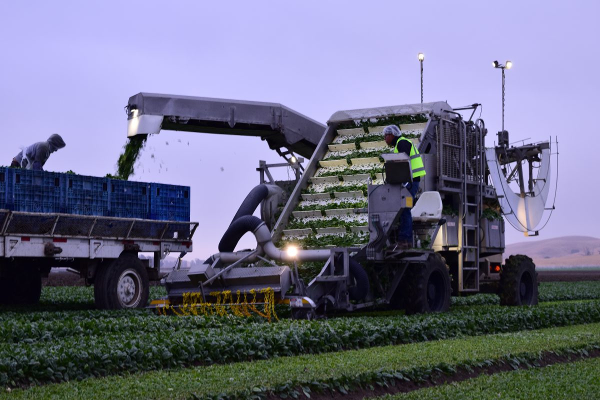 Leaf Cutters – Valley Fabrication